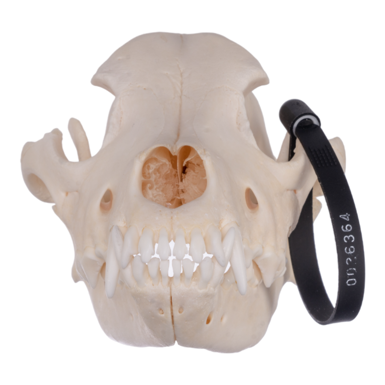 Real Husky Skull For Sale — Skulls Unlimited International, Inc.