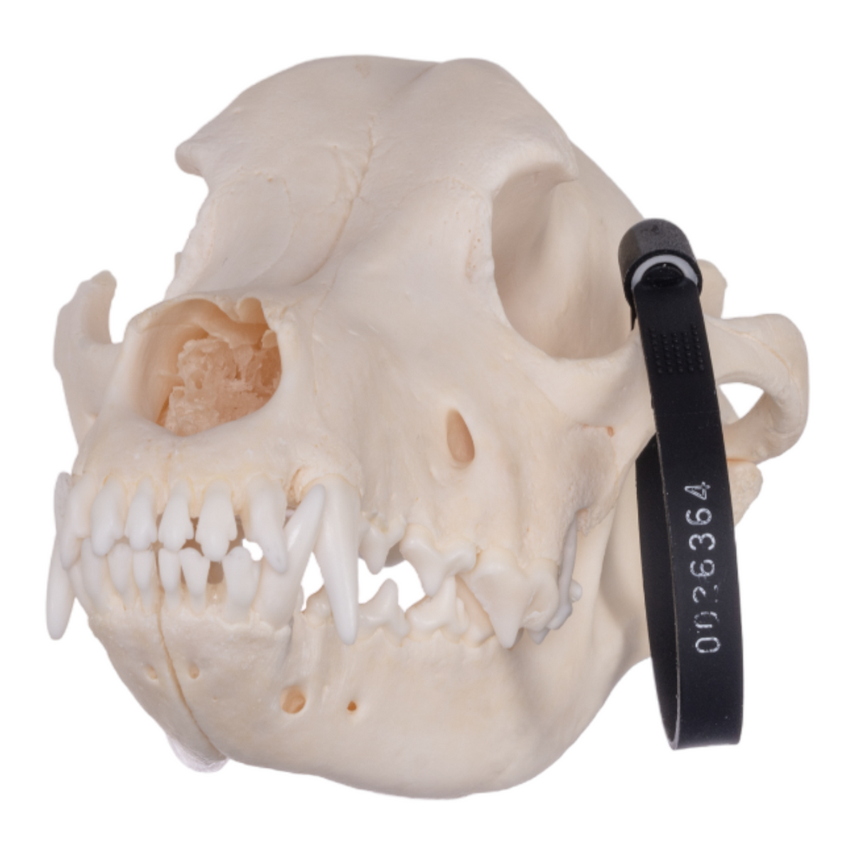 Real Husky Skull For Sale — Skulls Unlimited International, Inc.