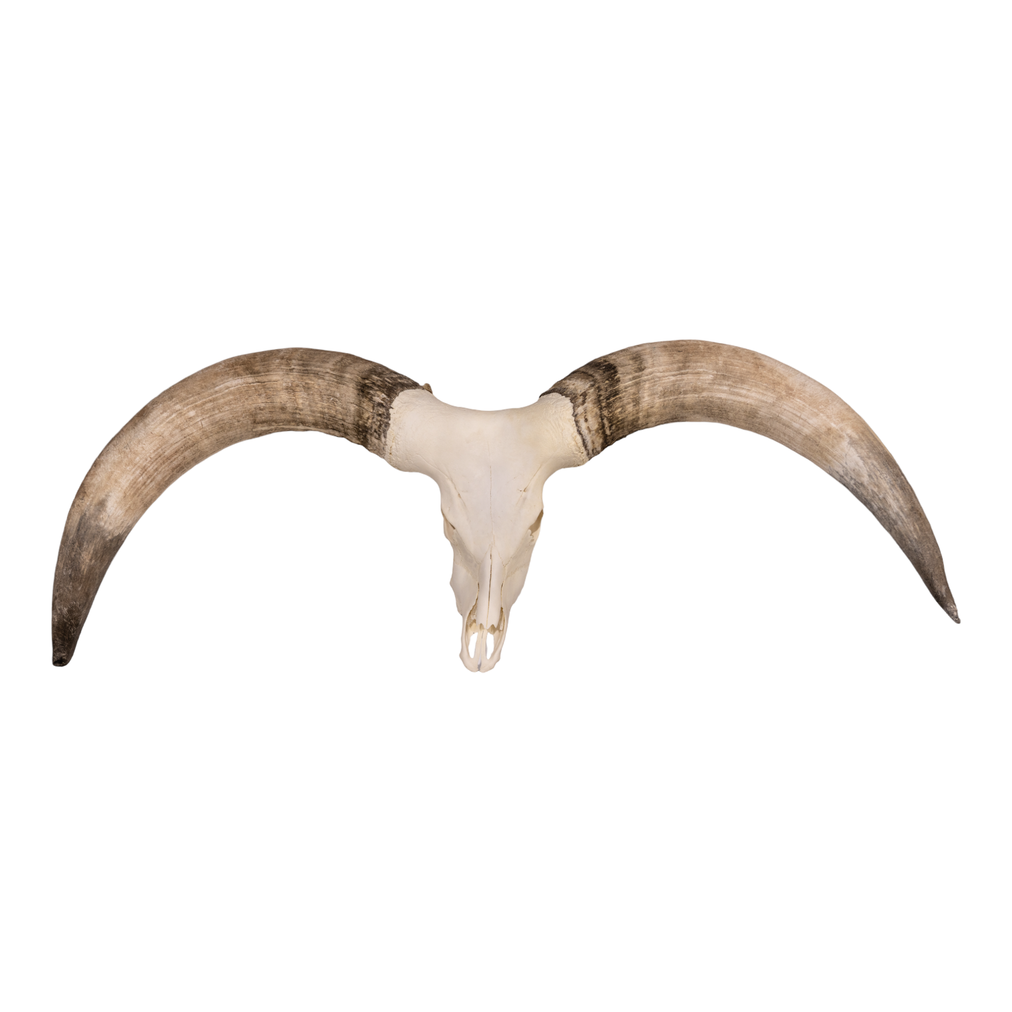 Watusi Cattle Skull