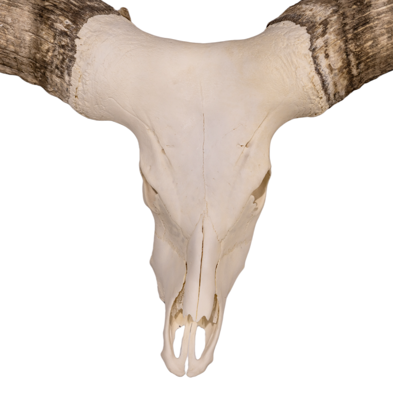 Watusi Cattle Skull