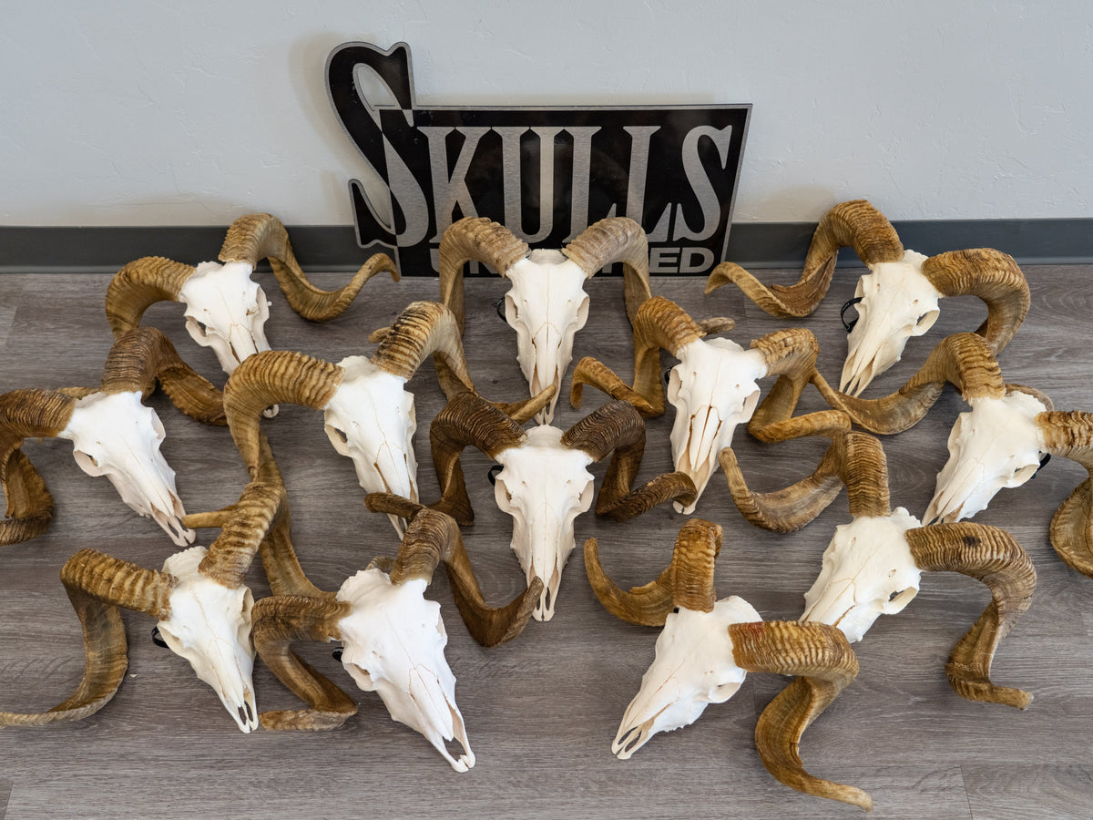 Real Domestic Ram Skull For Sale — Skulls Unlimited International, Inc.