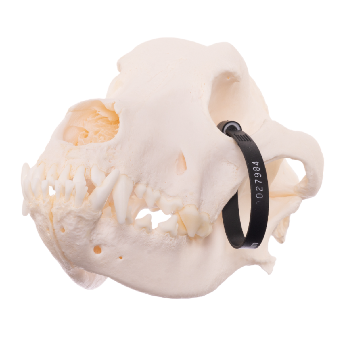 Real Mastiff Skull For Sale — Skulls Unlimited International, Inc.