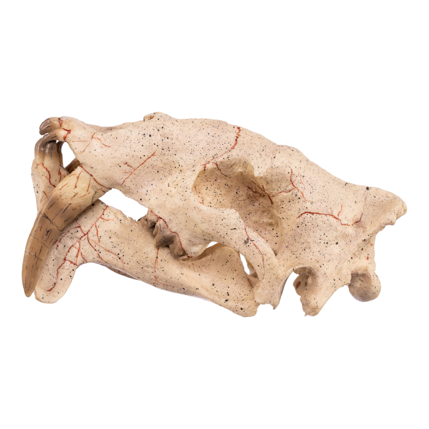 Replica Sabertooth Cat Skull (Eusmilus sicarius) For Sale — Skulls ...