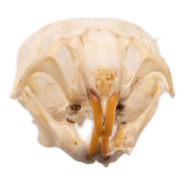 Deer Mouse Skull