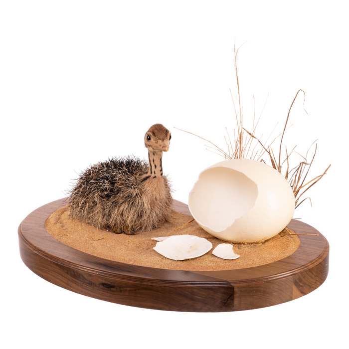 Baby Ostrich In Egg