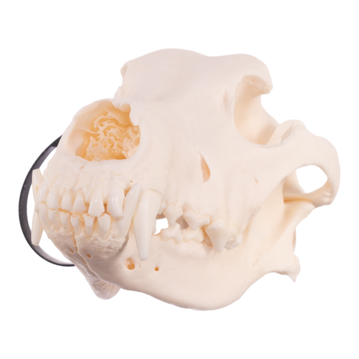 Real Domestic Dog Skull - German Shepherd For Sale — Skulls Unlimited ...