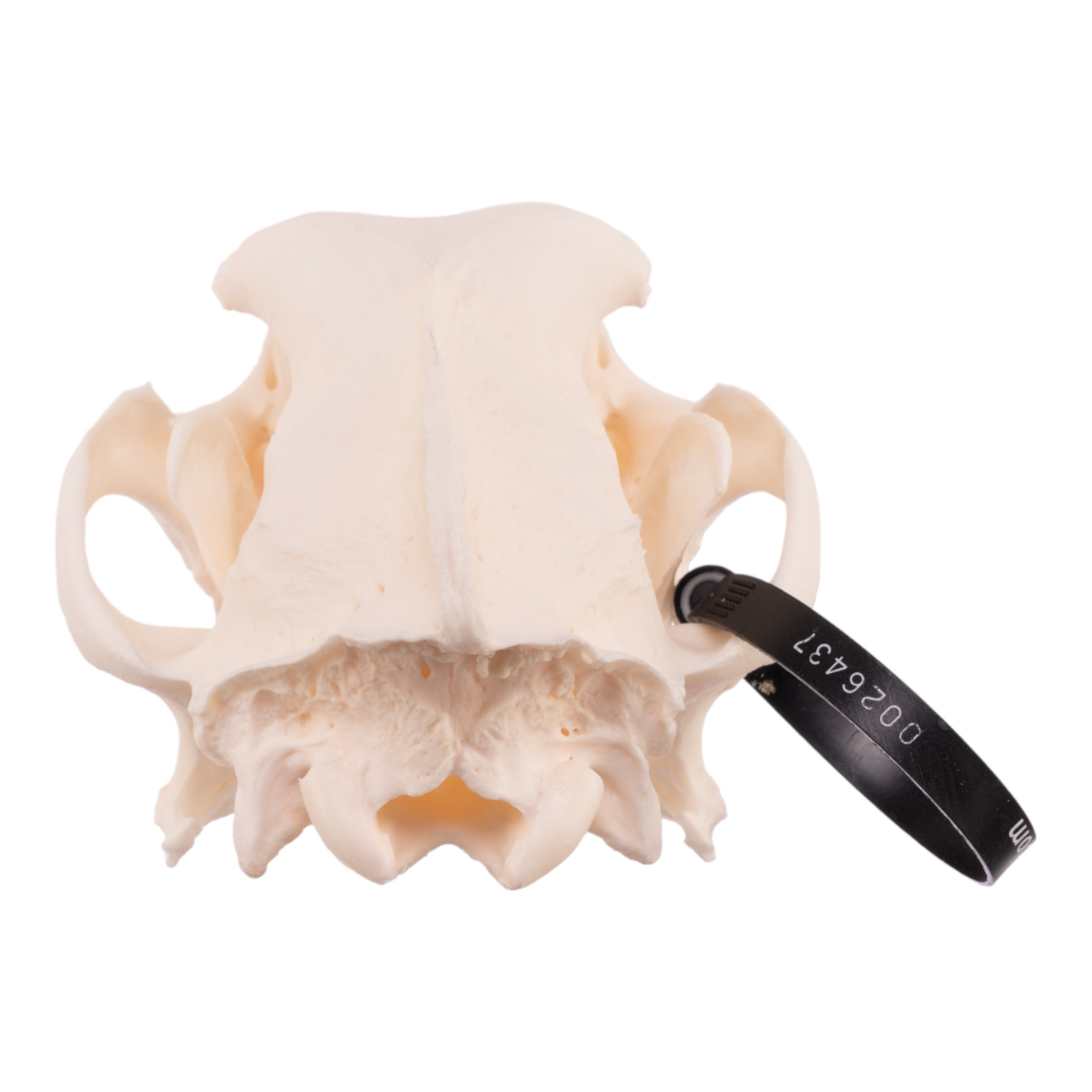 Real Domestic Dog Skull - German Shepherd For Sale — Skulls Unlimited ...