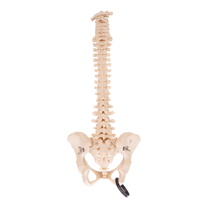 Human Skeleton Back Spine