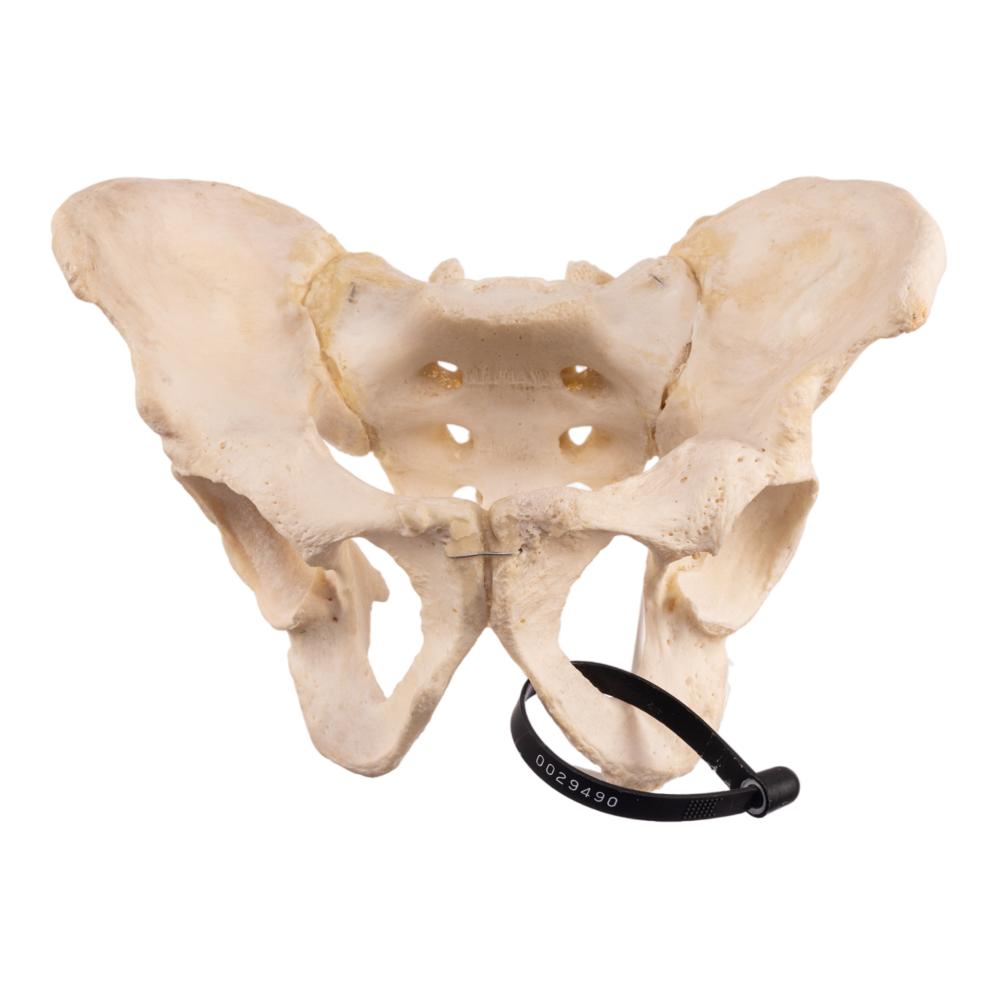 Real Human Pelvis For Sale — Skulls Unlimited International, Inc.