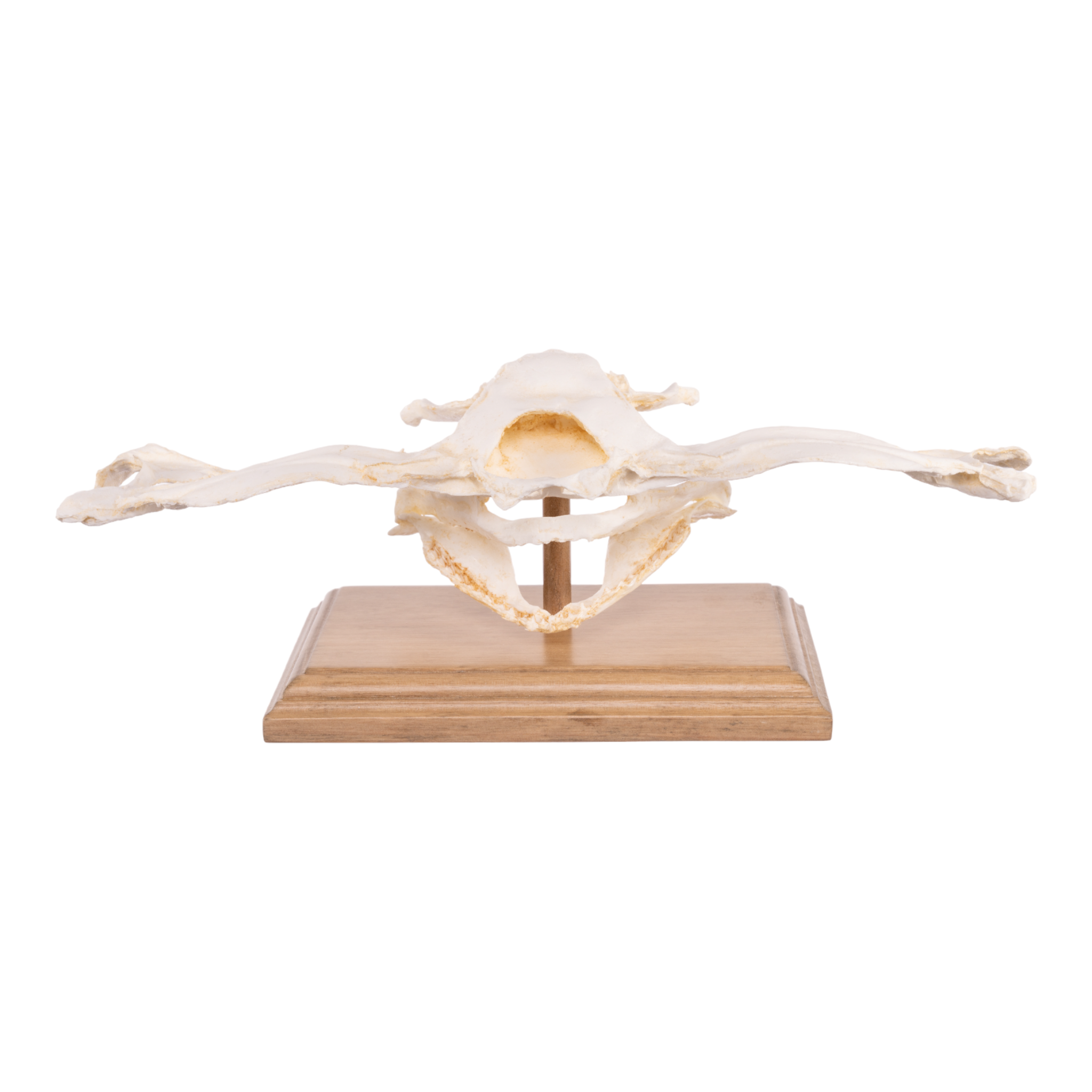 Hammerhead Shark Skull