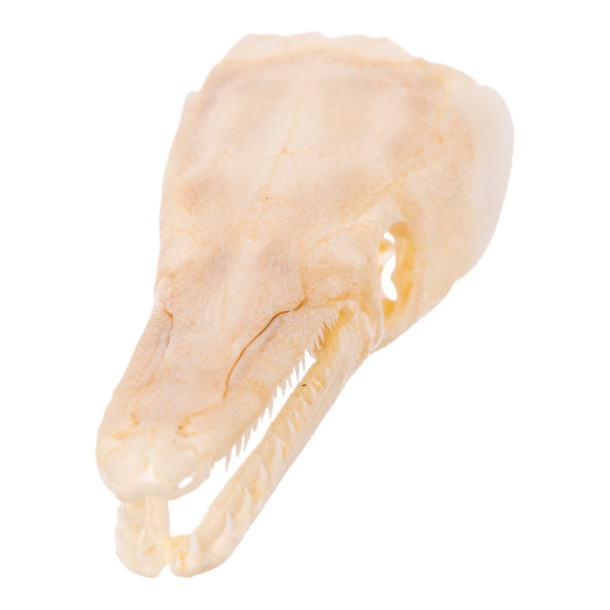 Real Spotted Gar Skull (Adolescent) For Sale — Skulls Unlimited ...