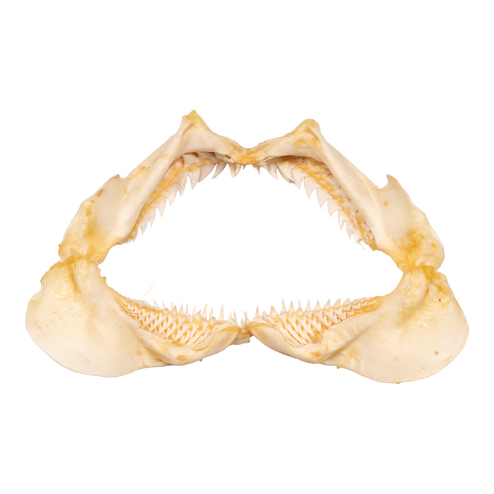 Bull Shark Jaw