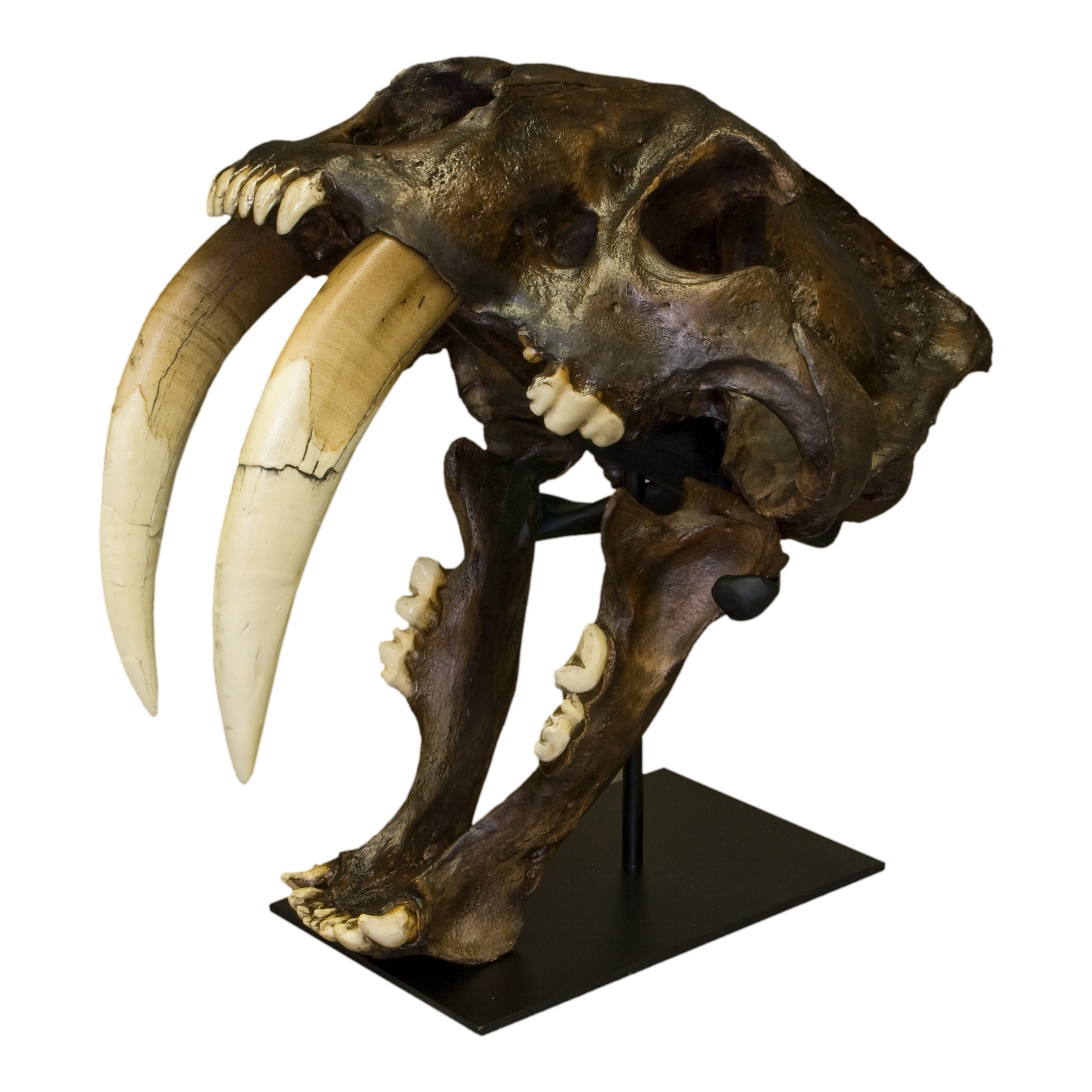 Replica Sabertooth Cat Deluxe Smilodon For Sale — Skulls Unlimited ...