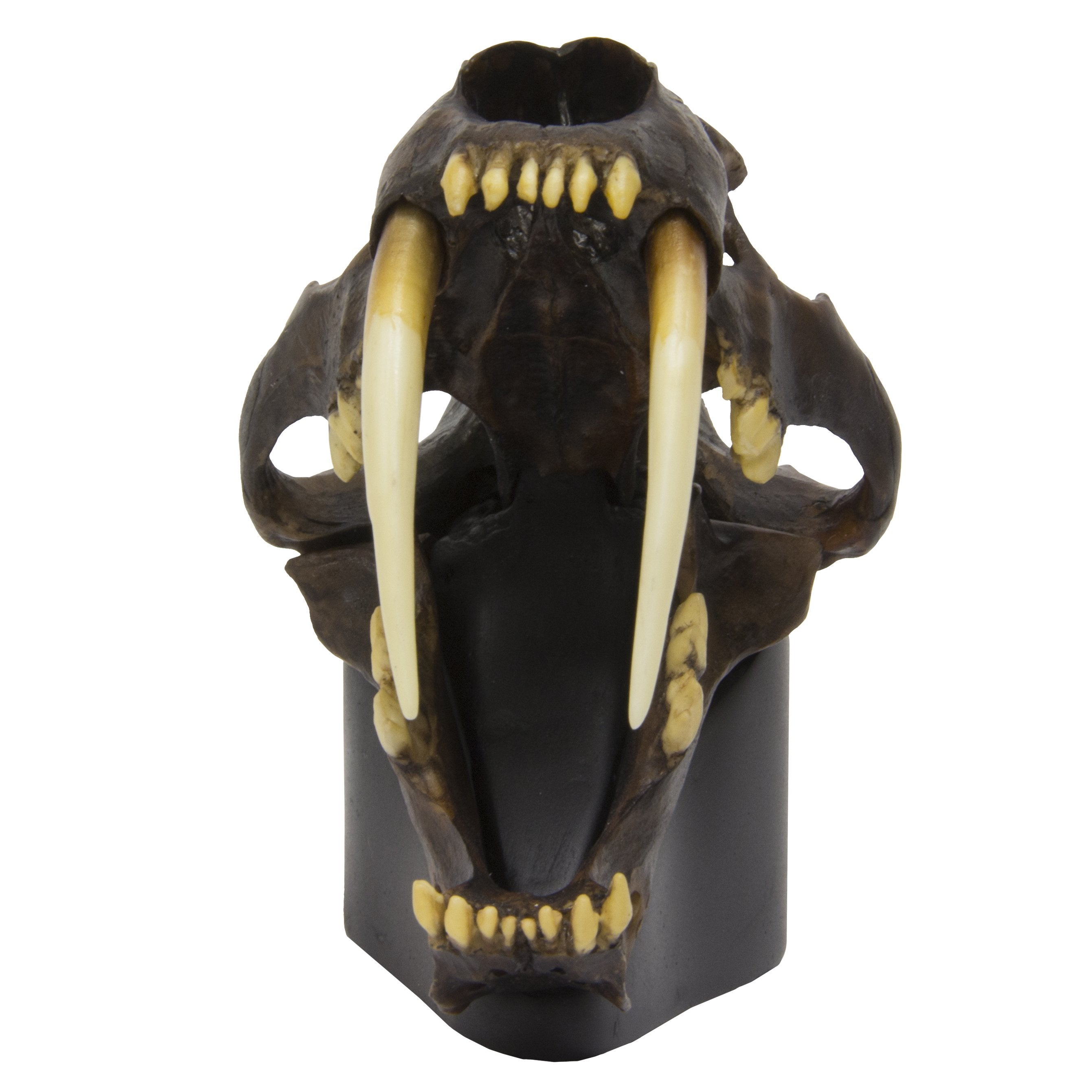 Saber Tooth Tiger Skull Mask