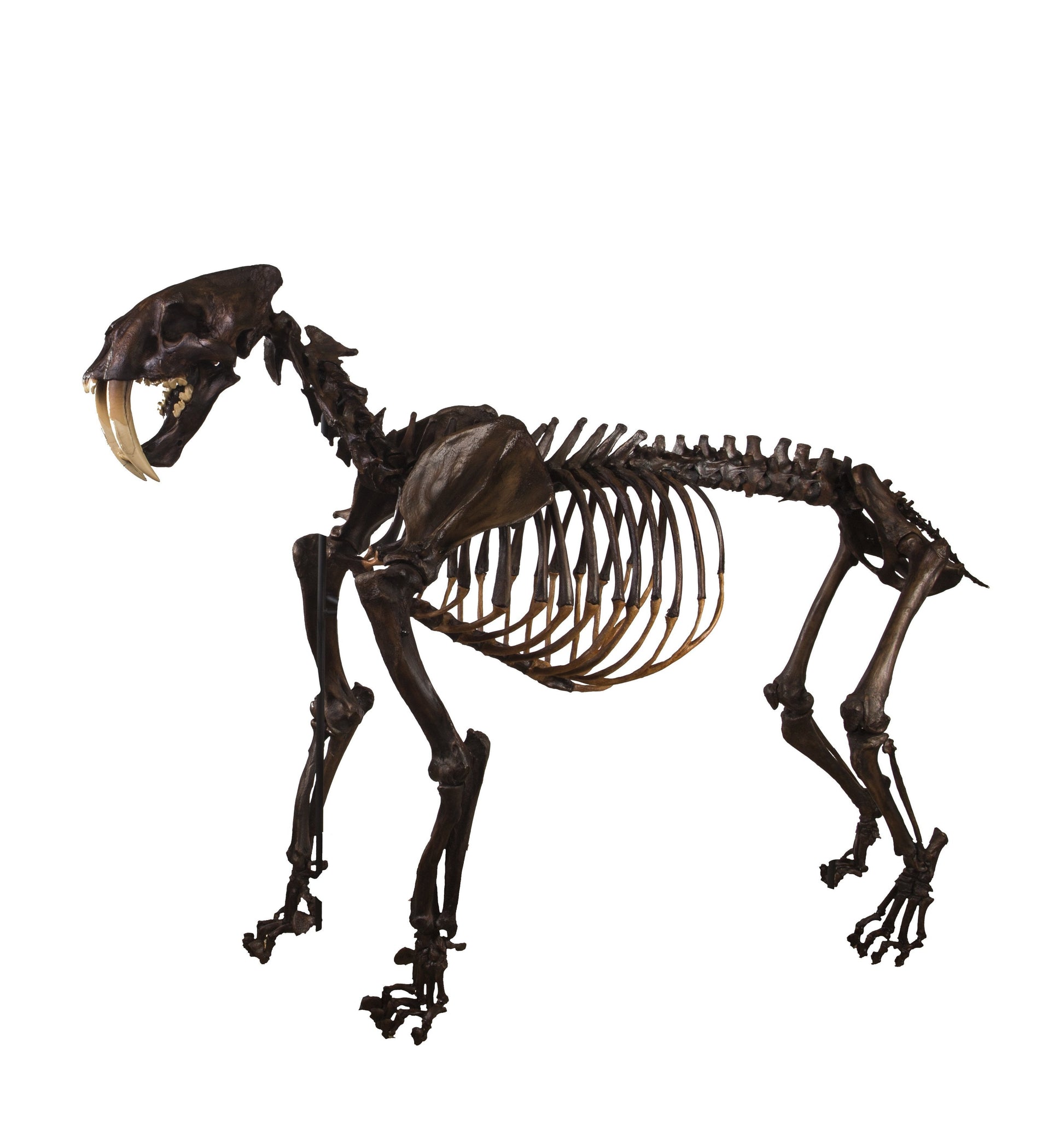 Excavated from the famous La Brea Tar Pits, this specimen... — Skulls ...