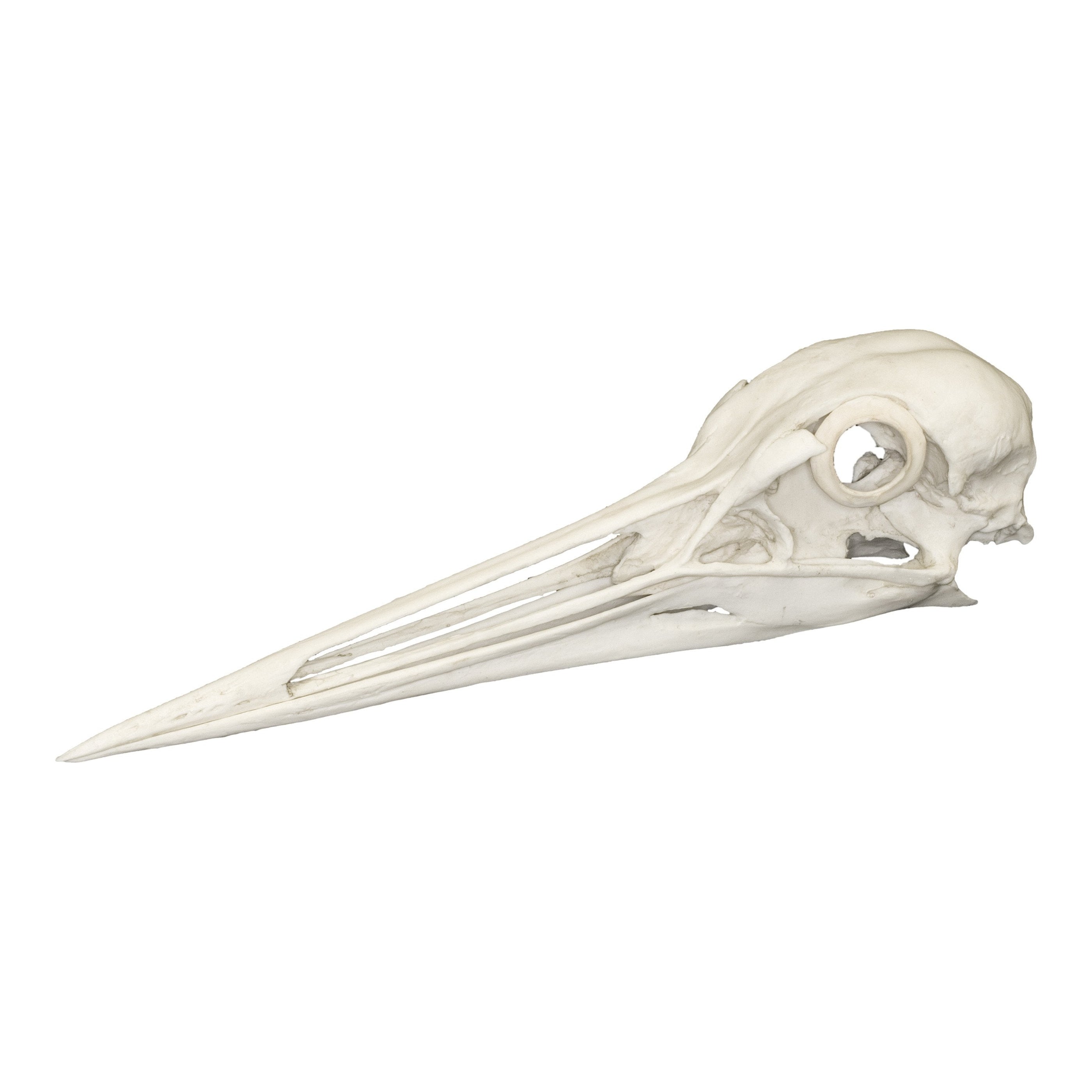 Replica Sandhill Crane Skull For Sale — Skulls Unlimited International ...