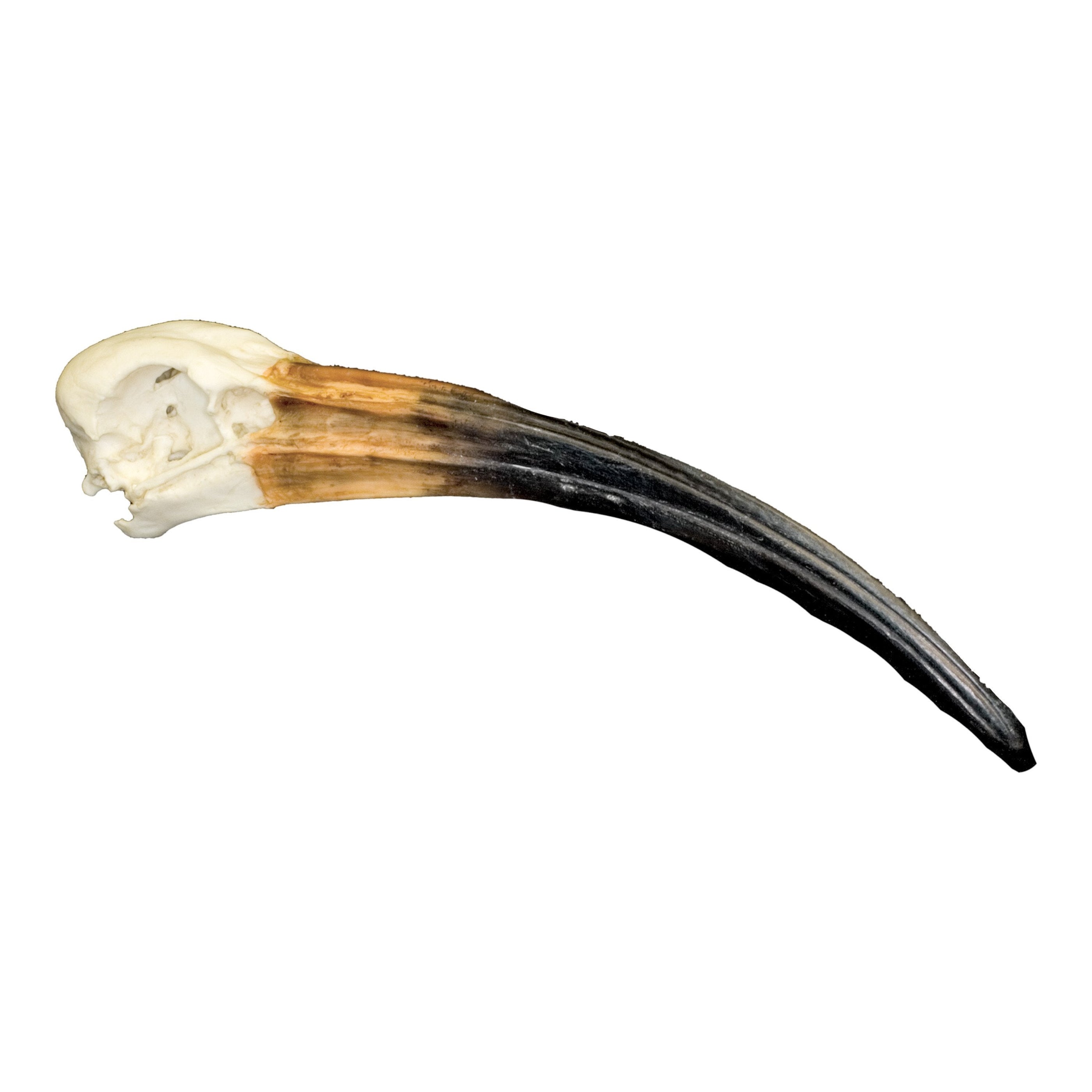 Replica Scarlet Ibis Skull — Skulls Unlimited International, Inc.