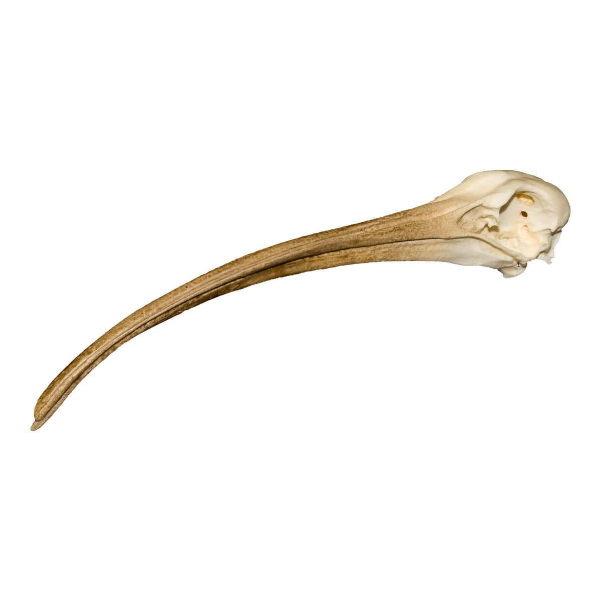 Replica Scarlet Ibis Skull For Sale — Skulls Unlimited International, Inc.