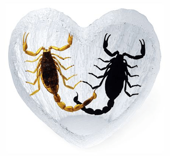 Real Acrylic Gold and Black Scorpion Heart Paperweight For Sale ...