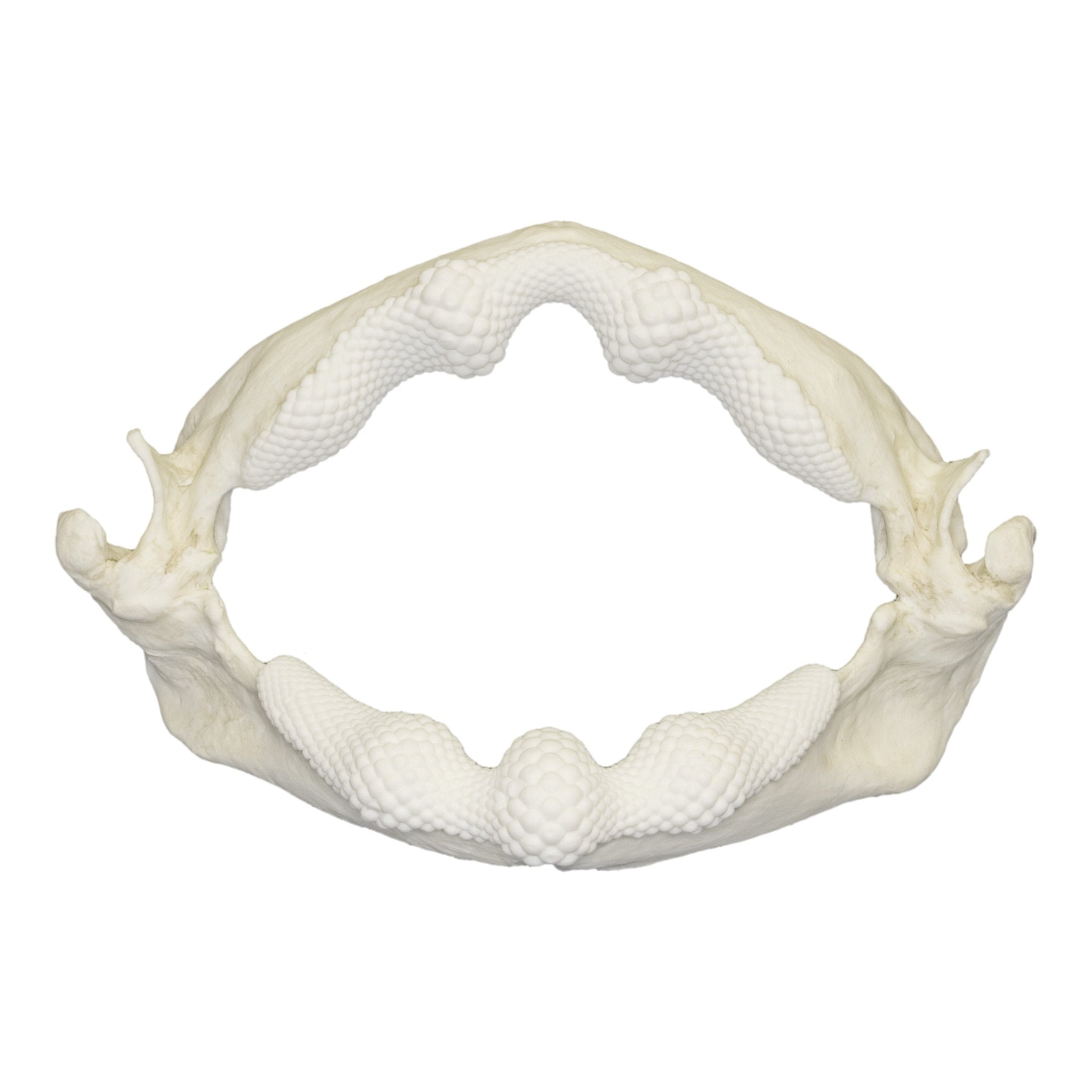 All Sharks, Rays & Fish — Page 2 — Skulls Unlimited International, Inc.