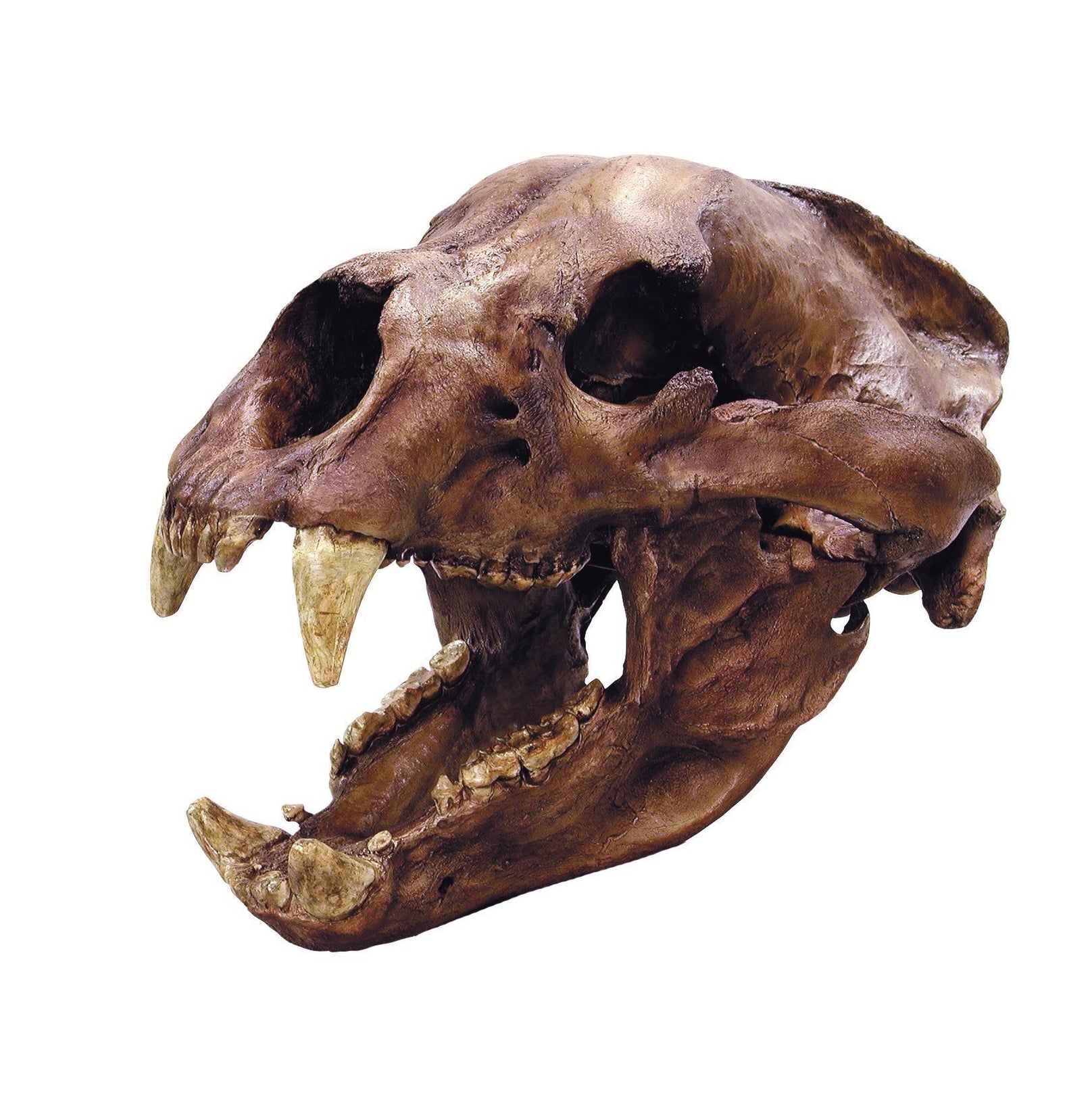 Replica Short-faced Bear Skull For Sale — Skulls Unlimited ...