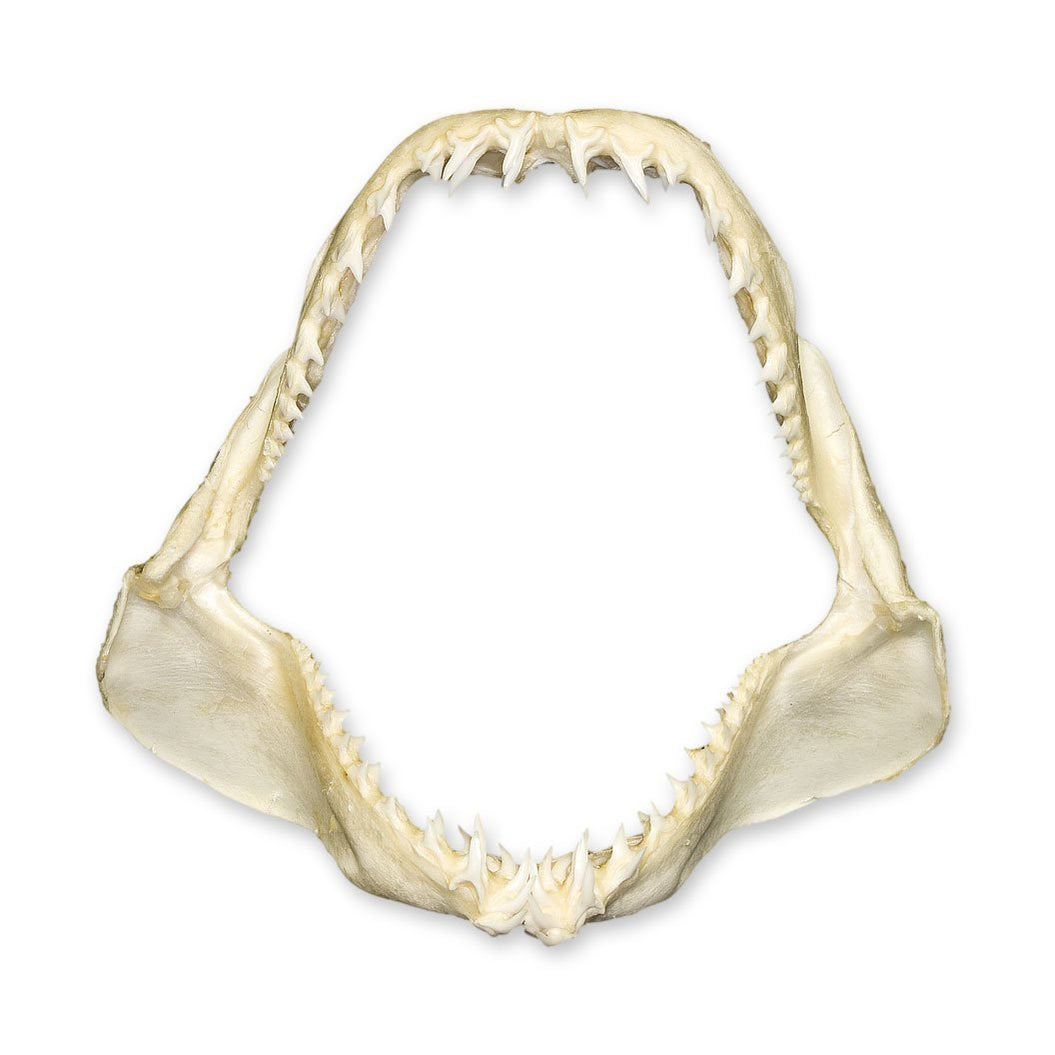 All Sharks, Rays & Fish — Skulls Unlimited International, Inc.