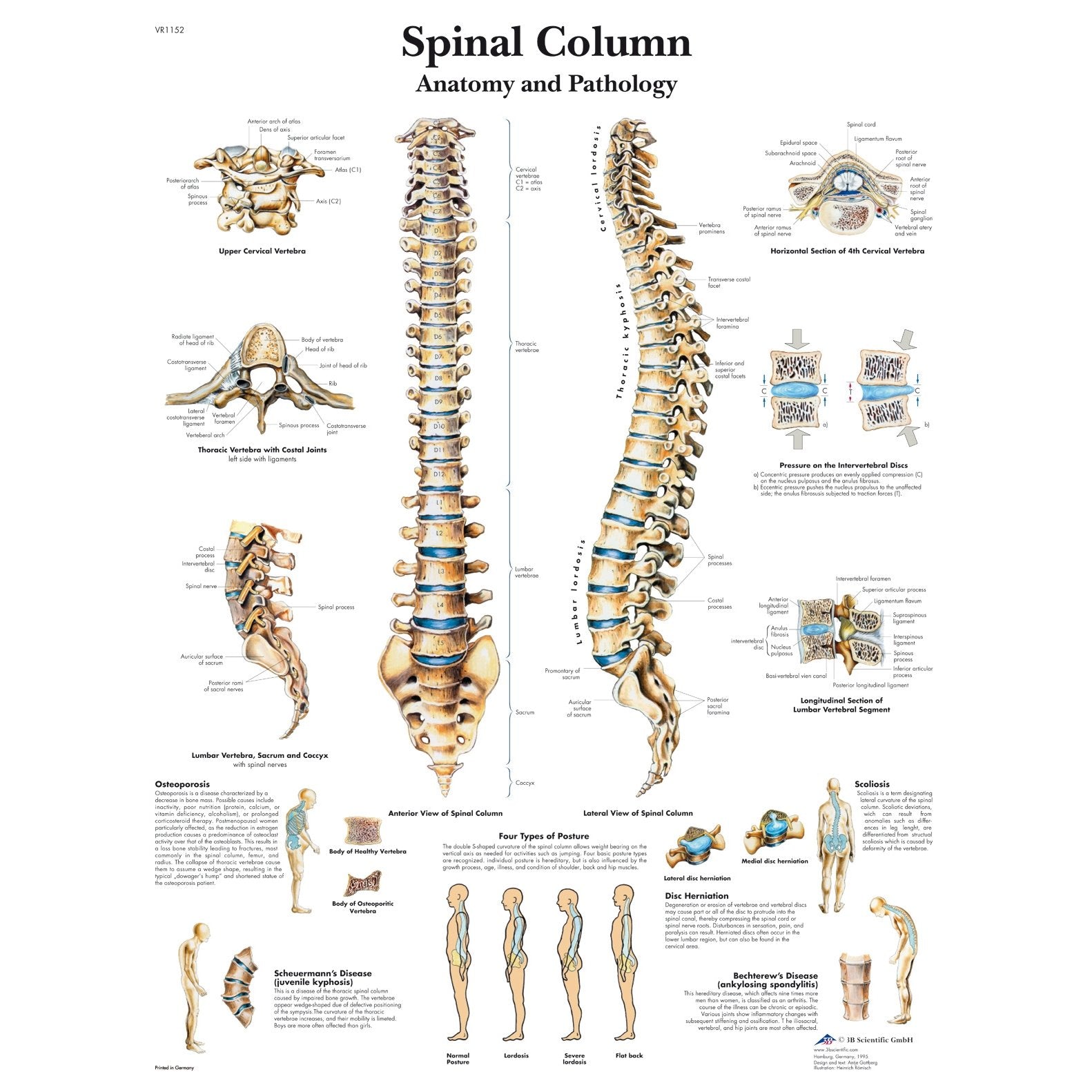 Human Spine Anatomy Diagram