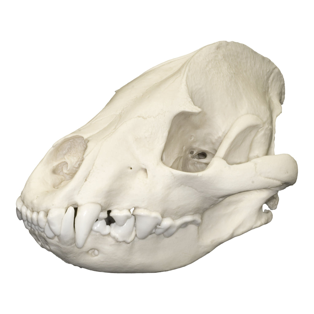Hyena Skull Side View X Ray Of A Hyena's Skull On White Background