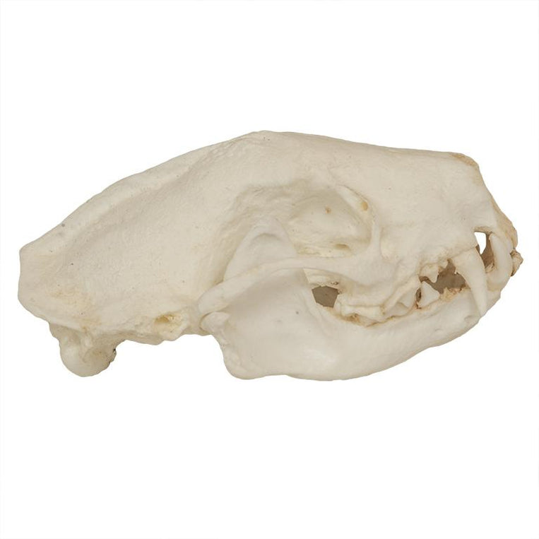 Replica Striped Skunk Skull For Sale — Skulls Unlimited International, Inc.
