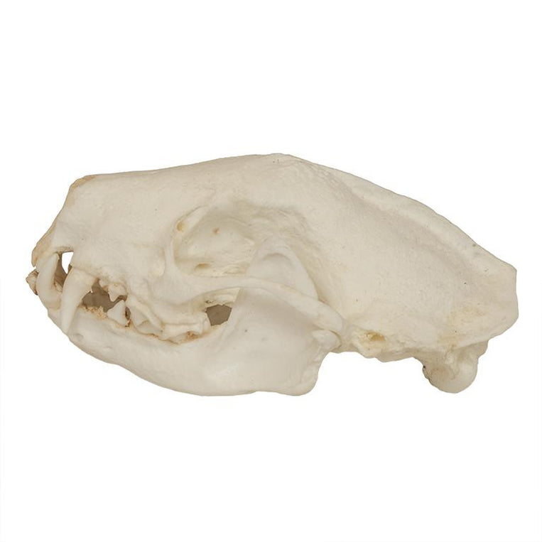 Replica Striped Skunk Skull — Skulls Unlimited International, Inc.