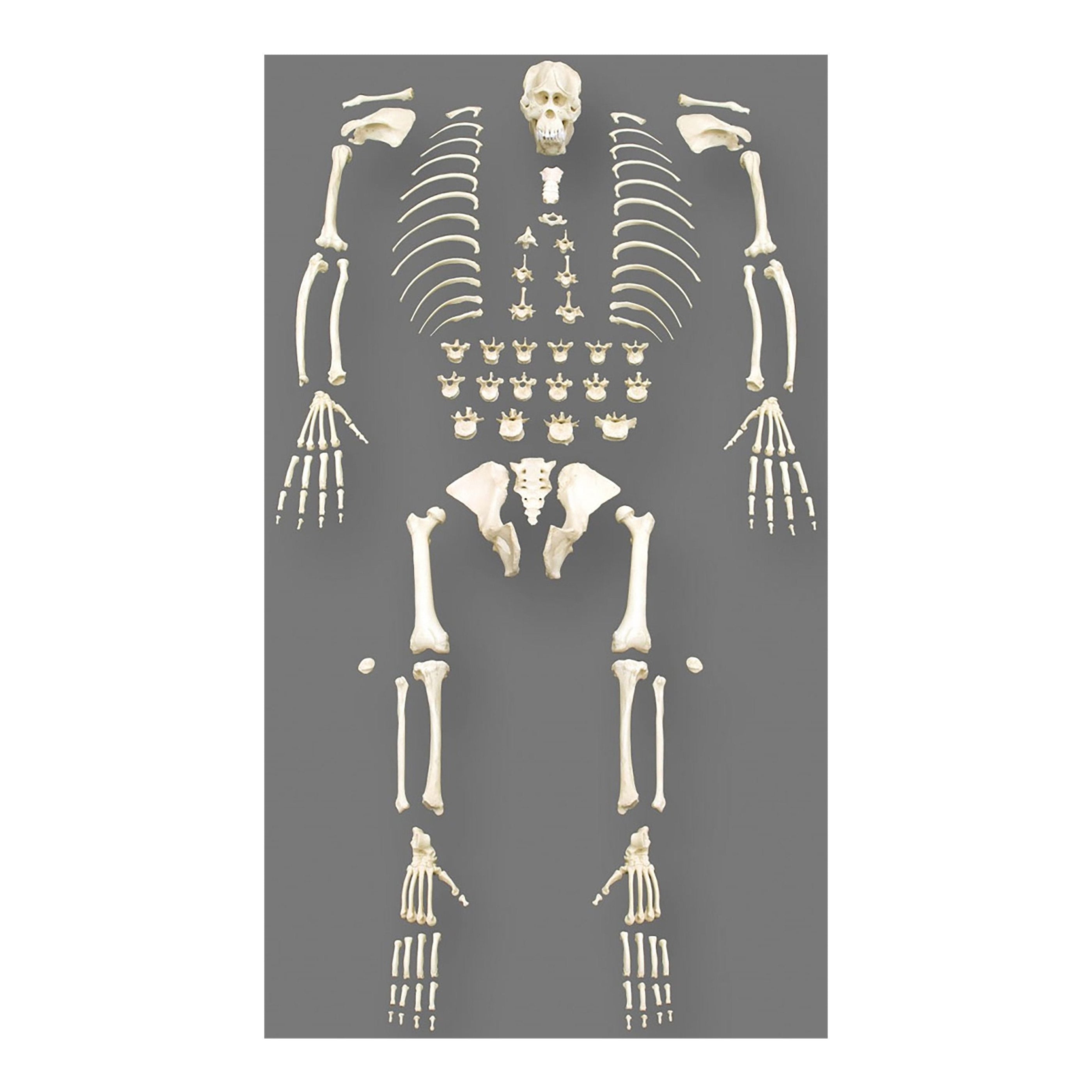 Replica Sumatran Orangutan Male Skeleton For Sale — Skulls Unlimited ...