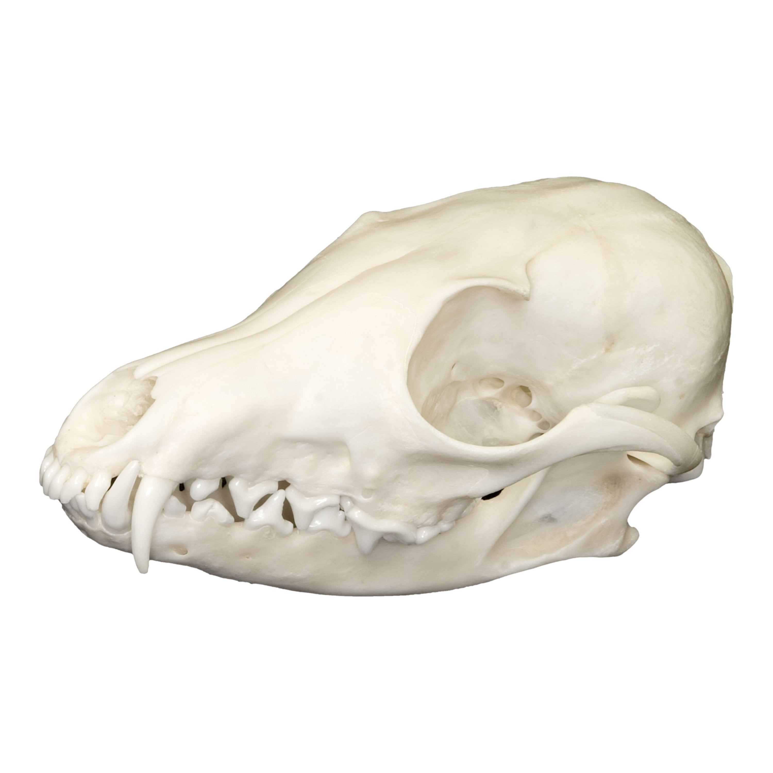 Red Fox Skull Front