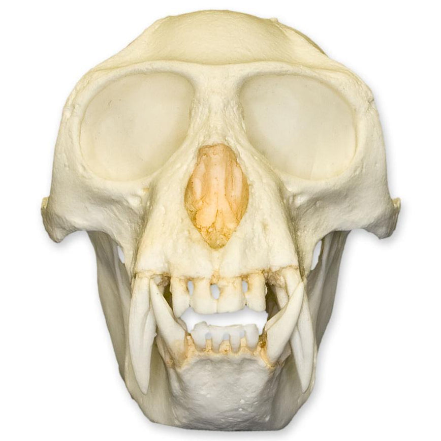 Replica Colobus Monkey Skull For Sale — Skulls Unlimited International ...