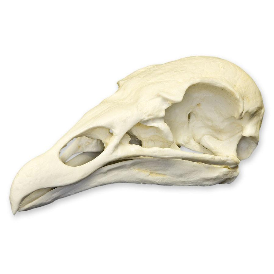Replica Turkey Vulture Skull — Skulls Unlimited International, Inc.