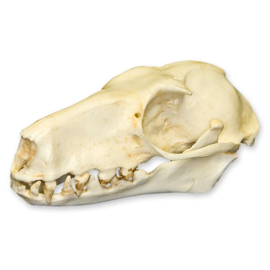 Replica Hammerhead Fruit Bat Skull (Female) — Skulls Unlimited ...