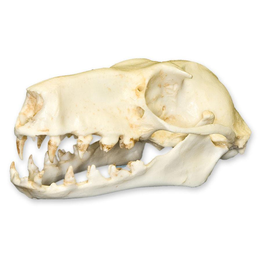 Replica Hammerhead Fruit Bat Skull (Female) — Skulls Unlimited ...