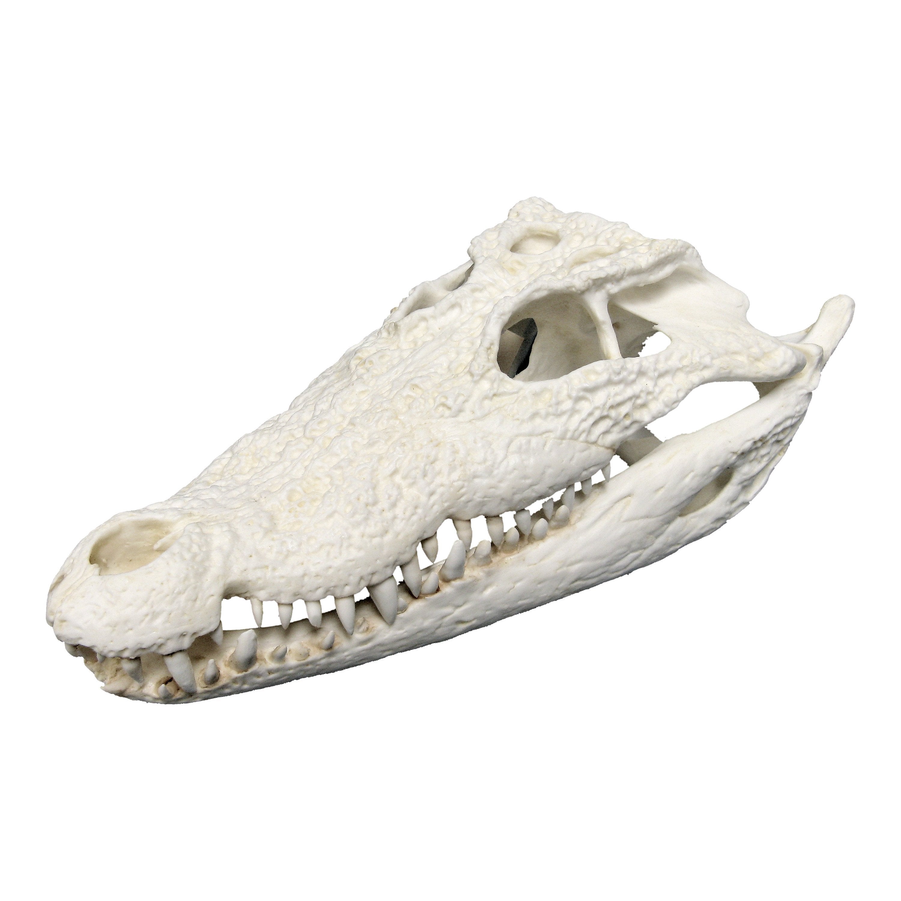 Dwarf Crocodile Skull
