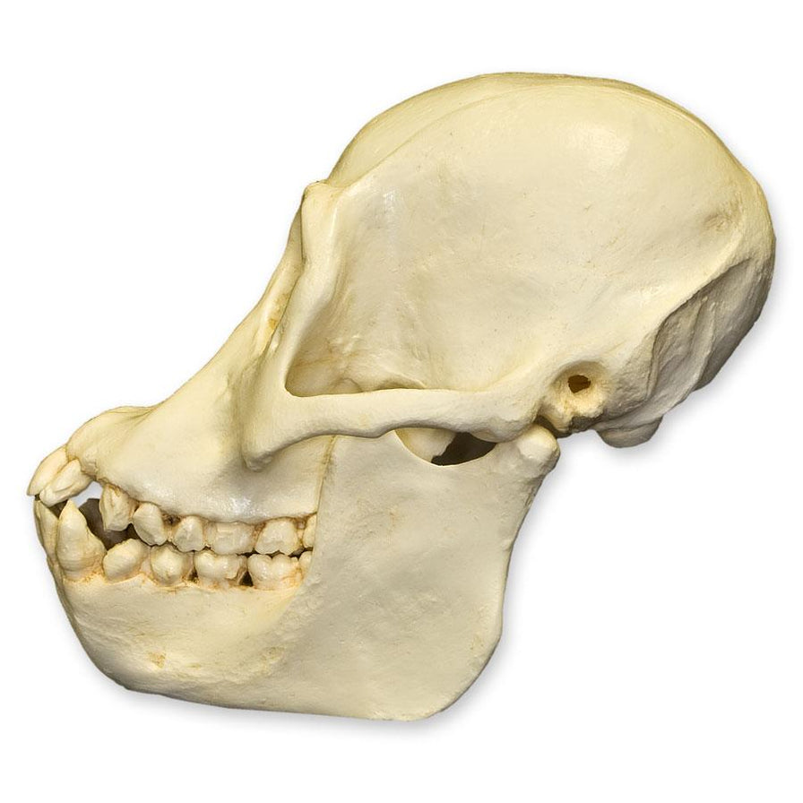 Replica Bornean Orangutan Skull (Female) For Sale — Skulls Unlimited ...
