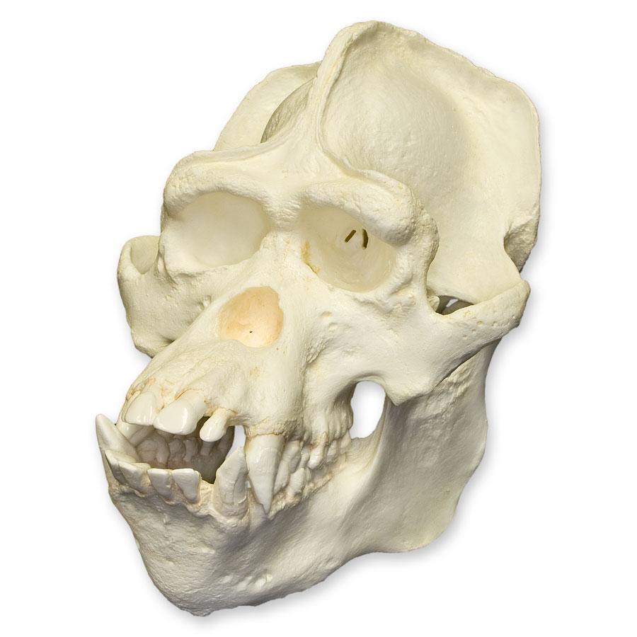 Orangutan Skull