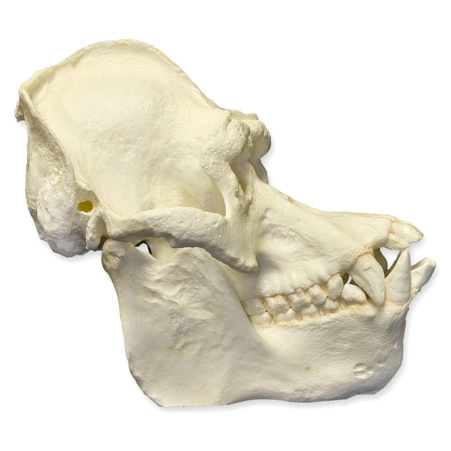 Bornean Orangutan Skull
