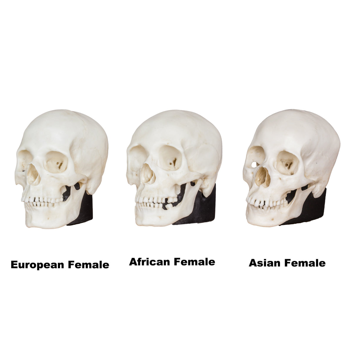 Replica Human Female Skull Set: African, Asian, and European For Sale ...