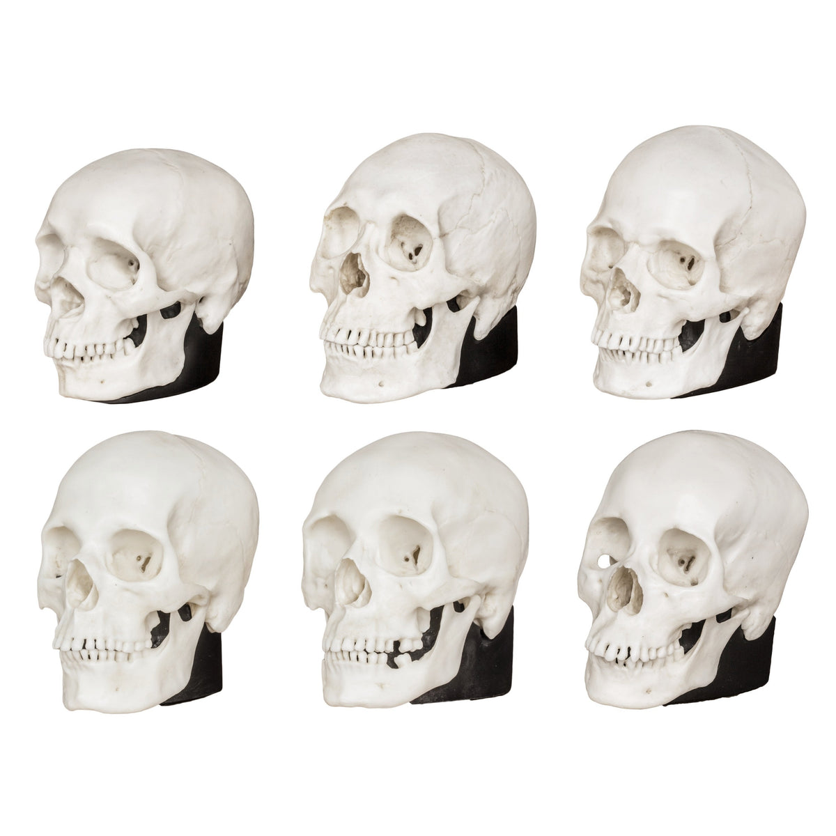 Replica Human Male and Female Skulls: African, Asian, and European Set ...