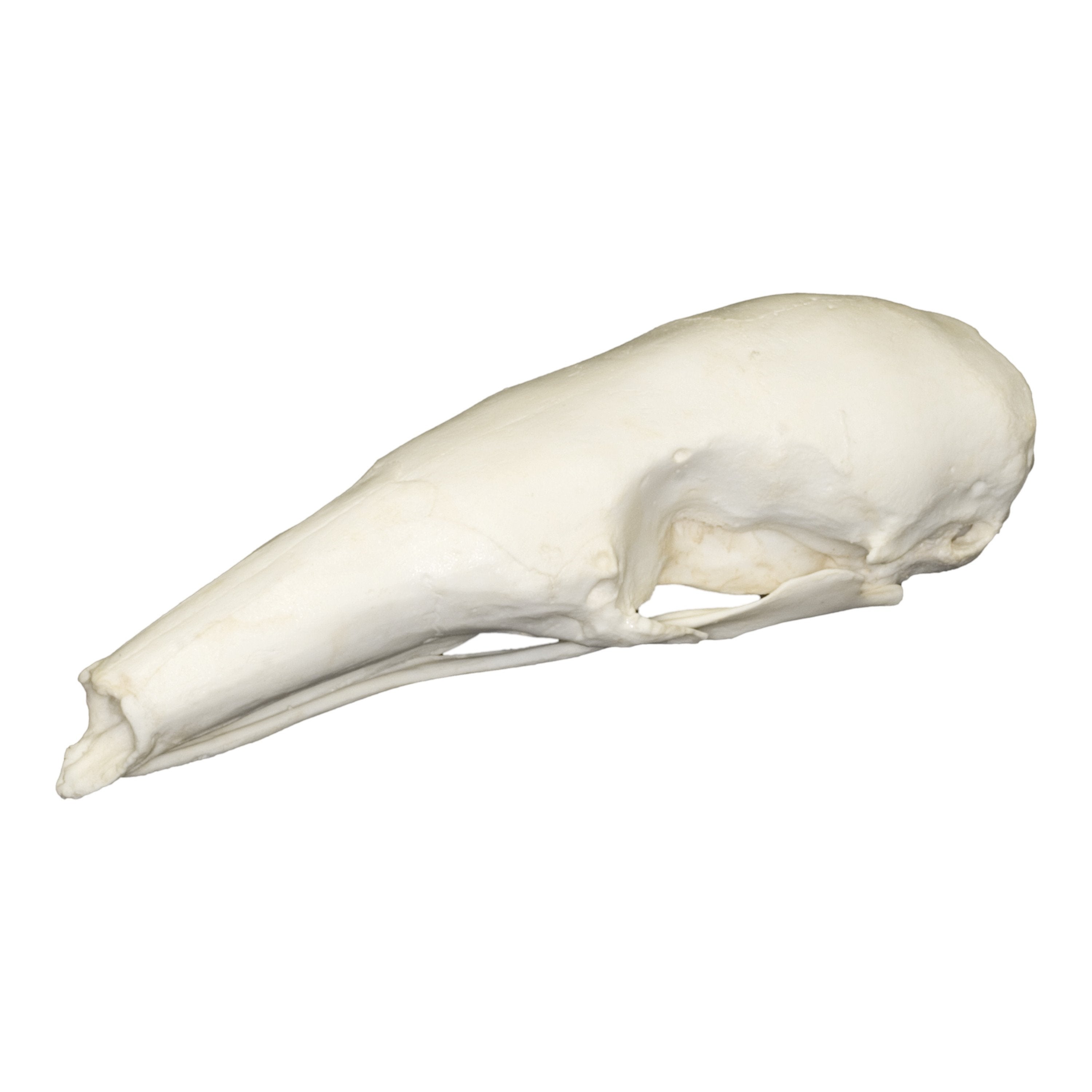 Anteater Skull