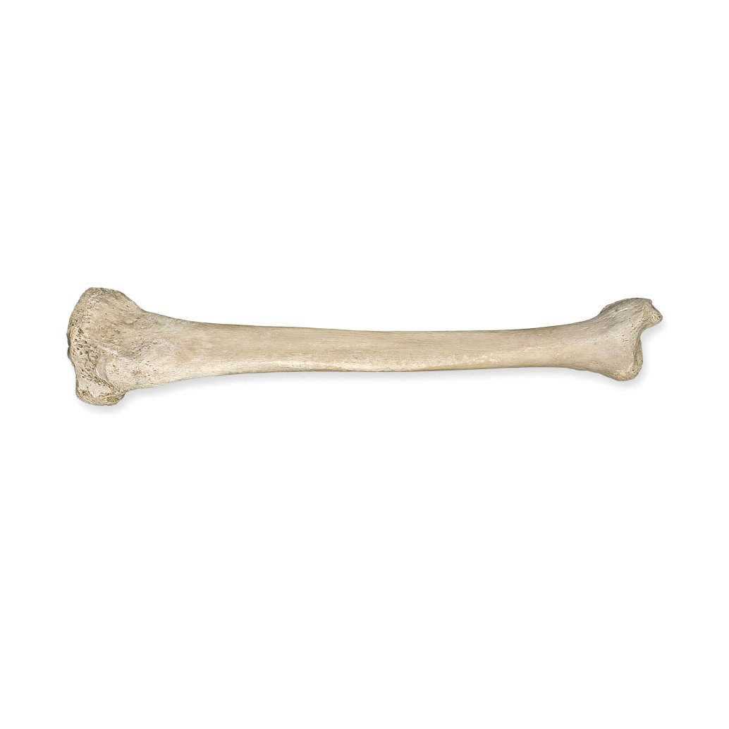 Real Human Tibia For Sale — Skulls Unlimited International, Inc.
