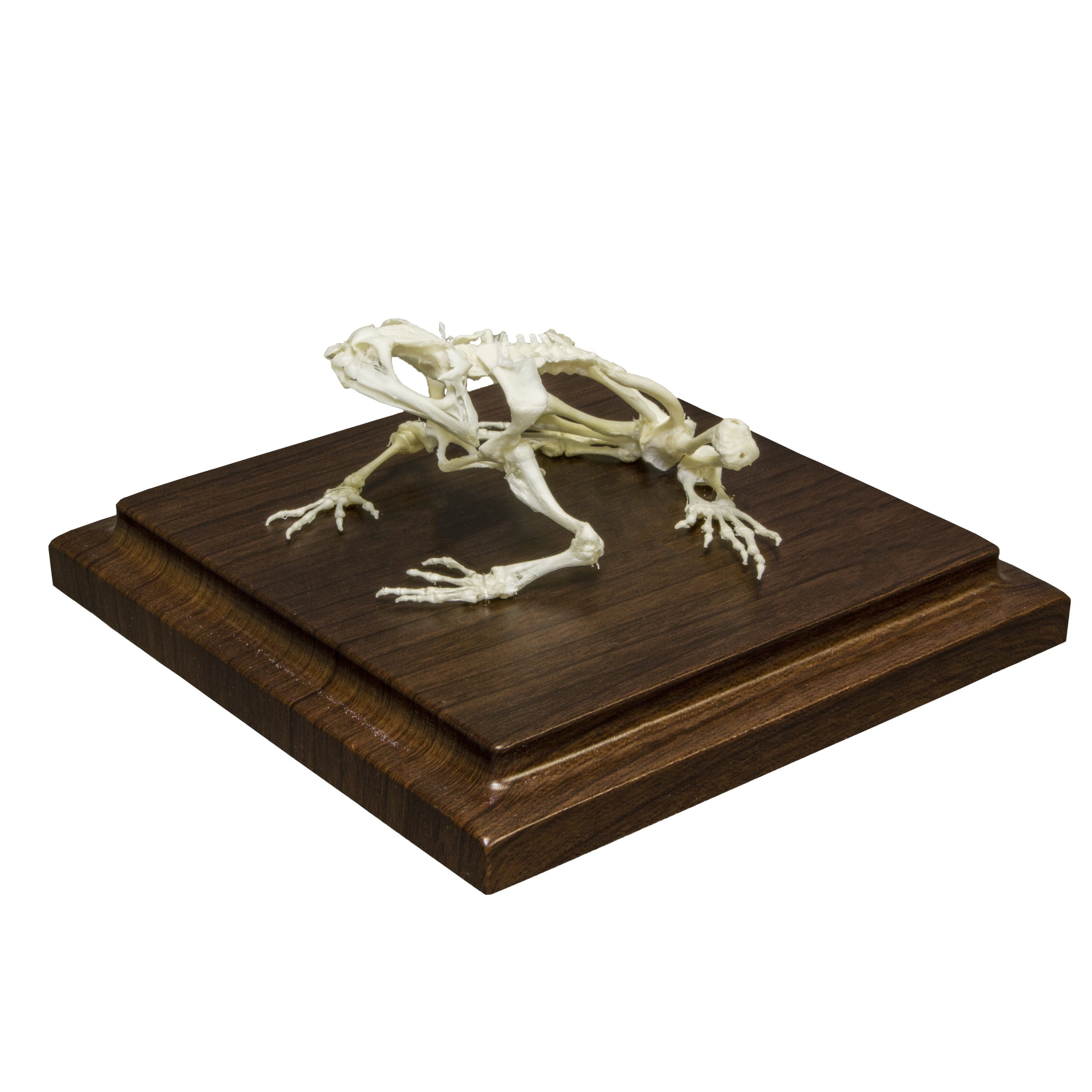 Real Economy Toad Skeleton For Sale — Skulls Unlimited International, Inc.
