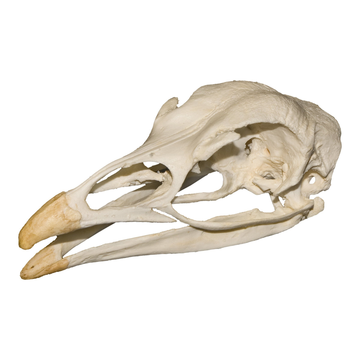 Replica Turkey Skull For Sale — Skulls Unlimited International, Inc.