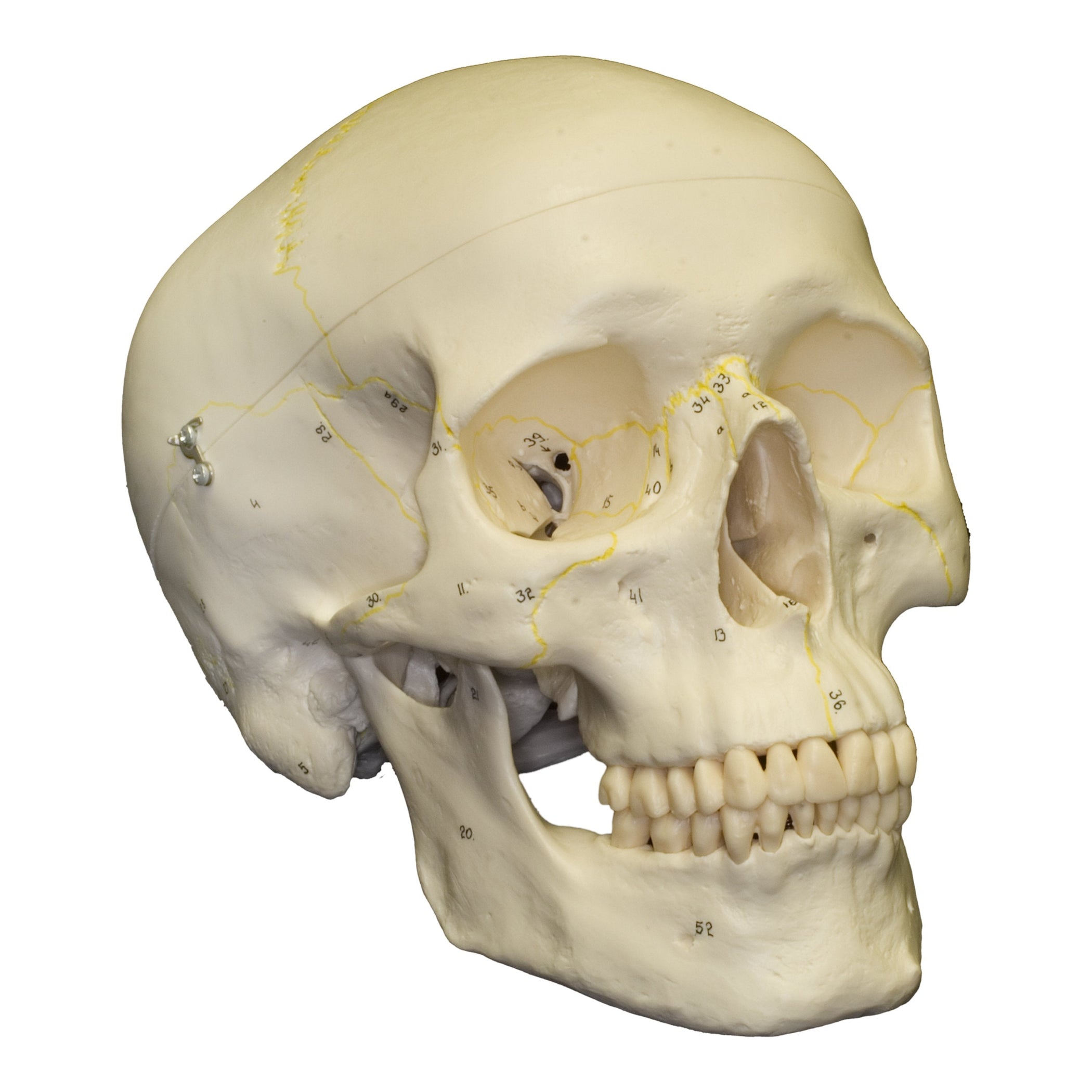 Replica Human Skull Numbered — Skulls Unlimited International, Inc.