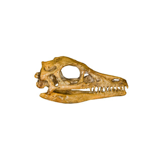 Replica Archaeopteryx Skull — Skulls Unlimited International, Inc.