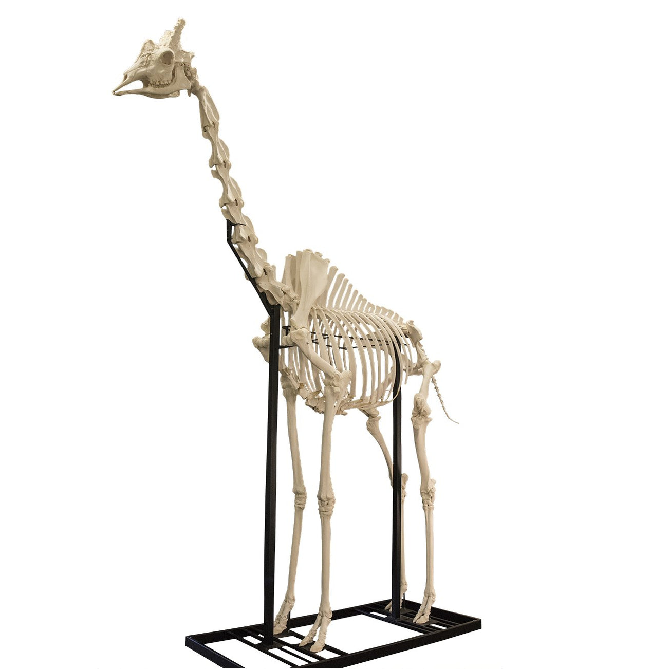 Real Southern Giraffe Skeleton - Articulated (13'7") — Skulls Unlimited ...