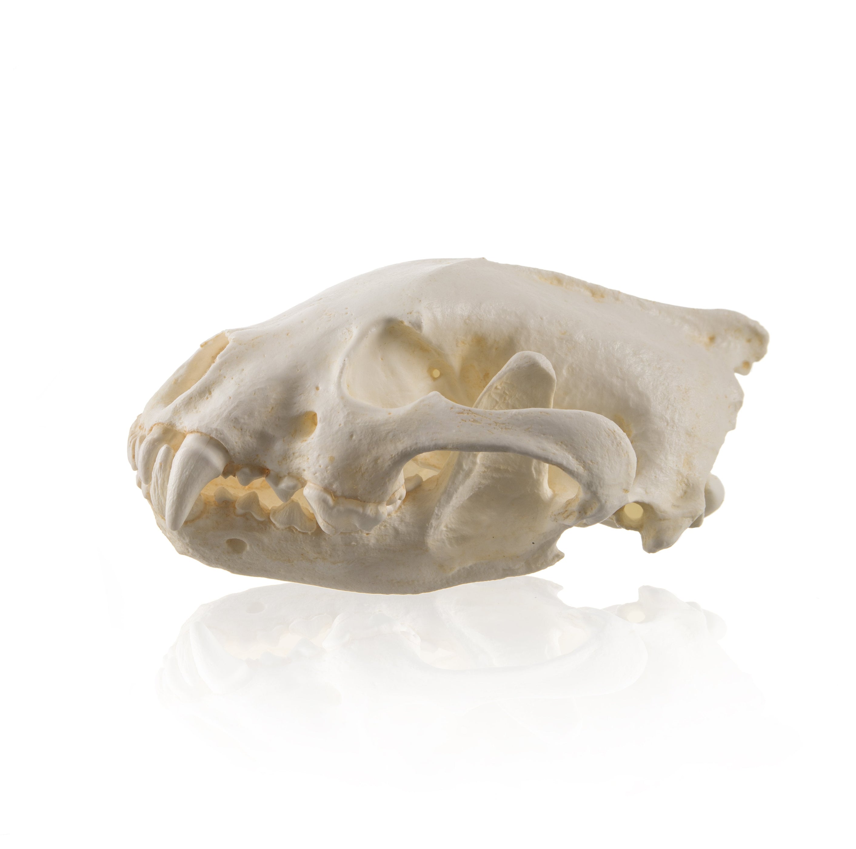 Replica Wolverine Skull For Sale — Skulls Unlimited International, Inc.